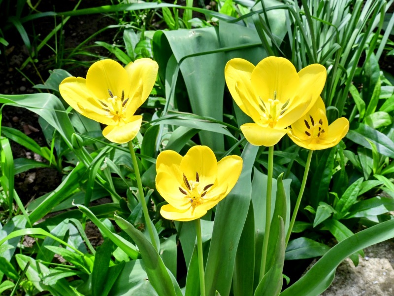 Beautiful Yellow Tulips Jigsaw Puzzle