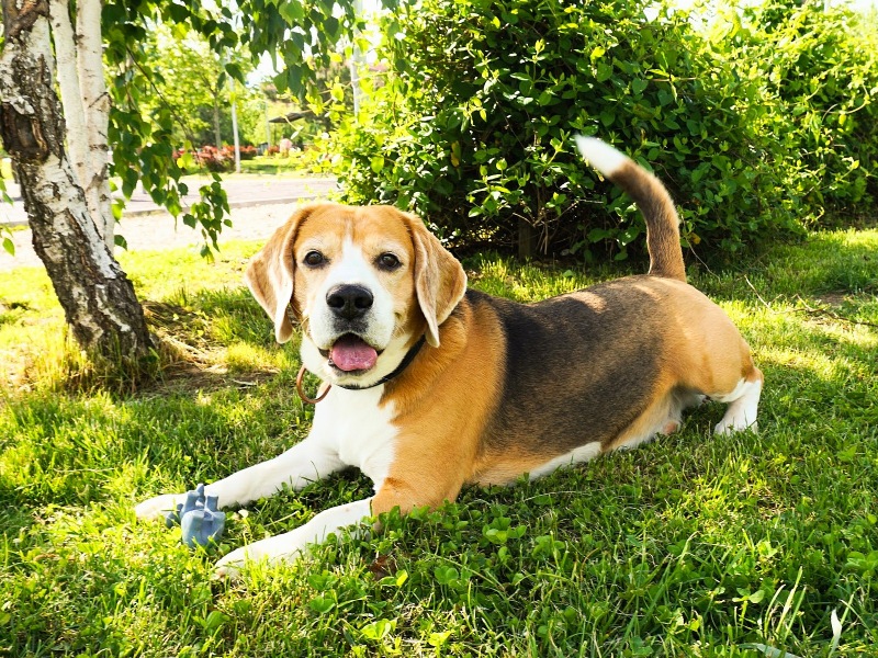 Beagle Resting Jigsaw Puzzle