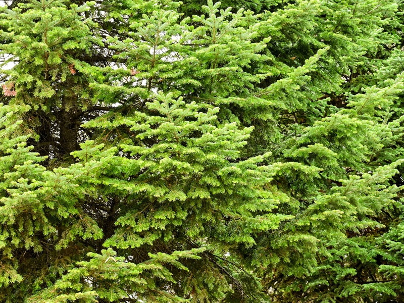 Dense Pine Tree Grove Jigsaw Puzzle