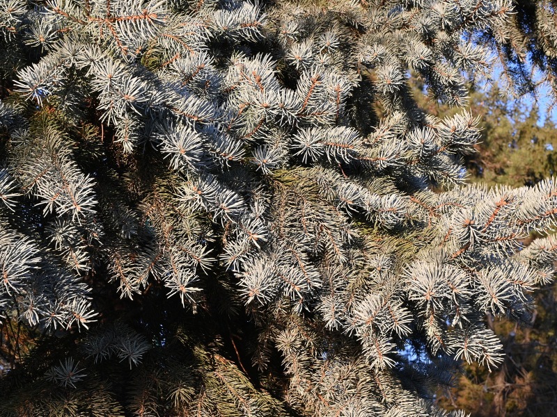Silver Spruce Jigsaw Puzzle