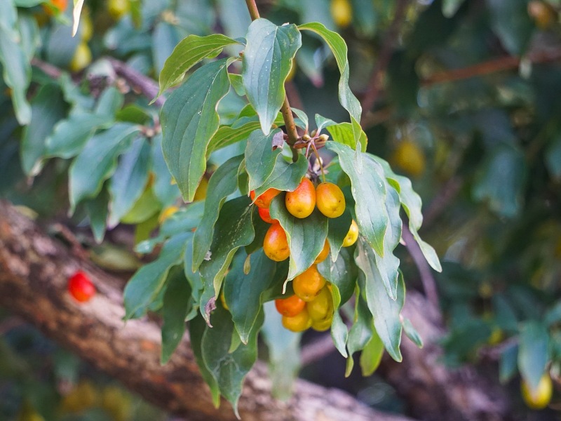 Cornelian Cherries Jigsaw Puzzle