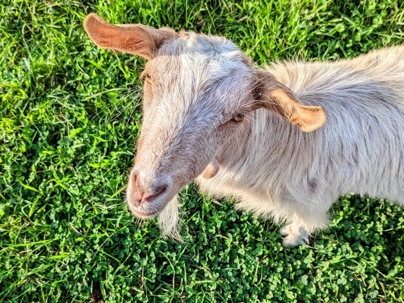 Friendly Goat Jigsaw Puzzle