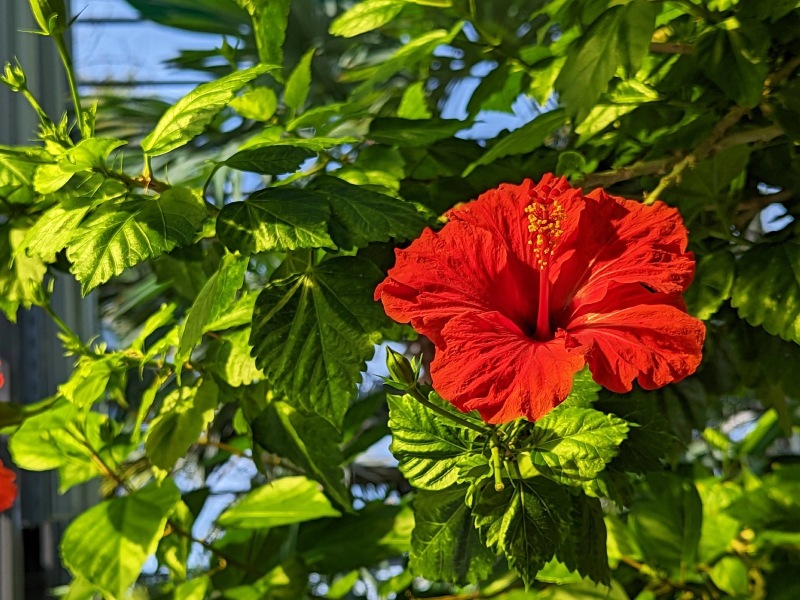 Red Rose Mallow Flower Jigsaw Puzzle