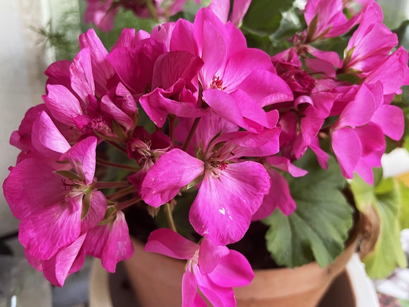 Pink Geranium Flowers Jigsaw Puzzle