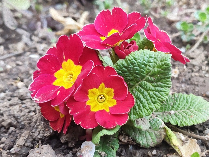 Red And Yellow Primroses Jigsaw Puzzle