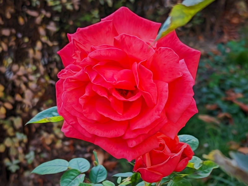 Beautiful Red Rose Jigsaw Puzzle