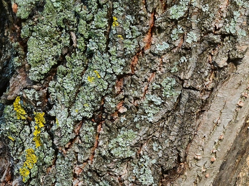 Rough Tree Bark Jigsaw Puzzle