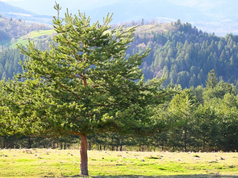 Pine Tree Jigsaw Puzzle
