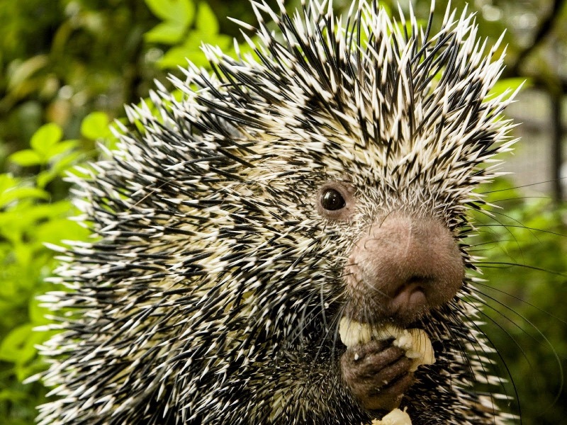 Prehensile-tailed Porcupine Jigsaw Puzzle