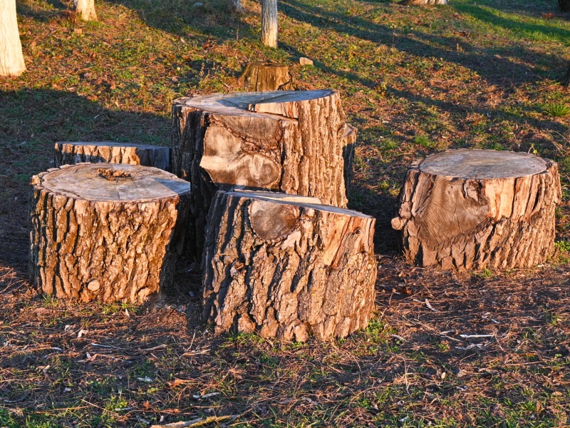 Tree Stump Stools And Table Jigsaw Puzzle