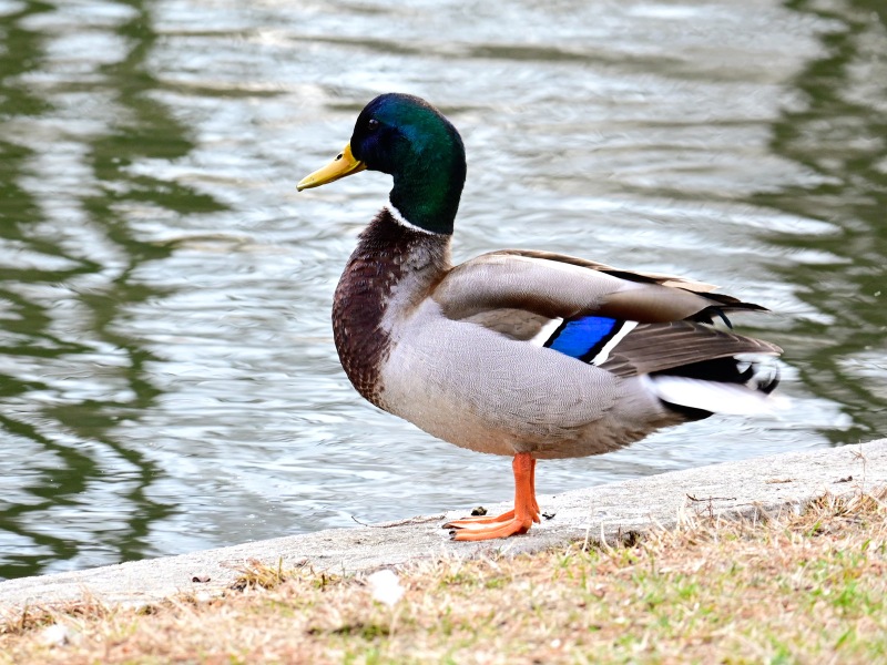 Duck Near a Calm Pond Jigsaw Puzzle
