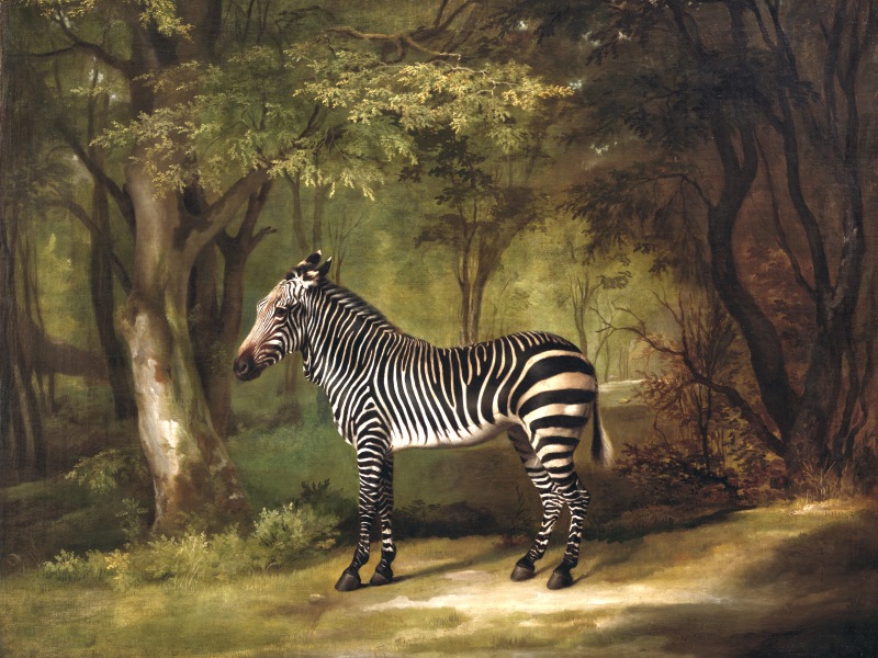 Zebra Jigsaw Puzzle