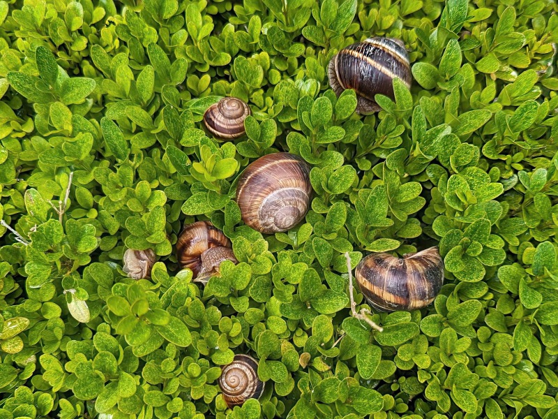 Snails On Green Leaves Jigsaw Puzzle