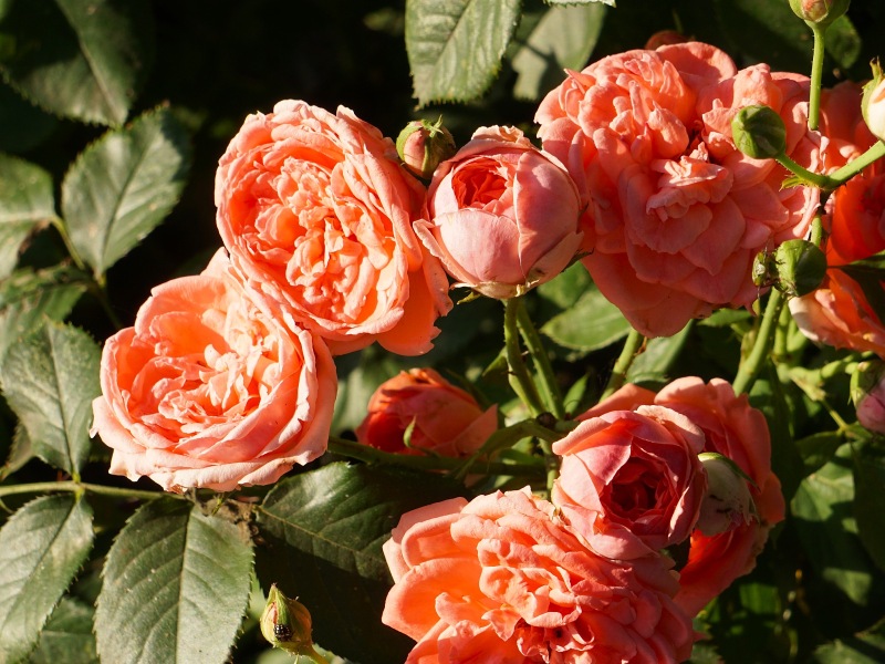 Beautiful Pink Roses Jigsaw Puzzle