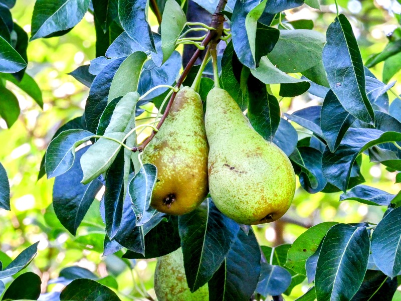 Ready to Pick Pears Jigsaw Puzzle