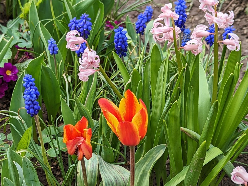 Beautiful Spring Flower Jigsaw Puzzle