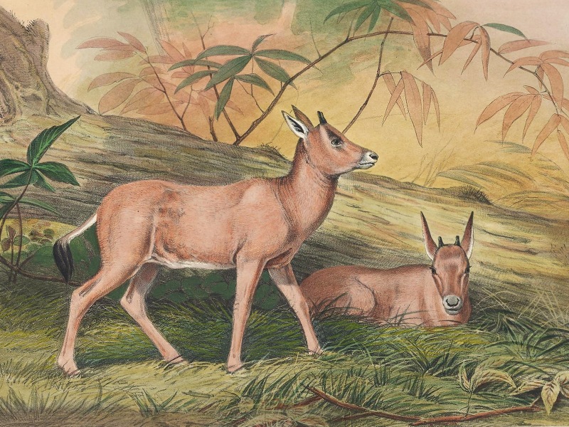 Arabian Oryx Calves Jigsaw Puzzle