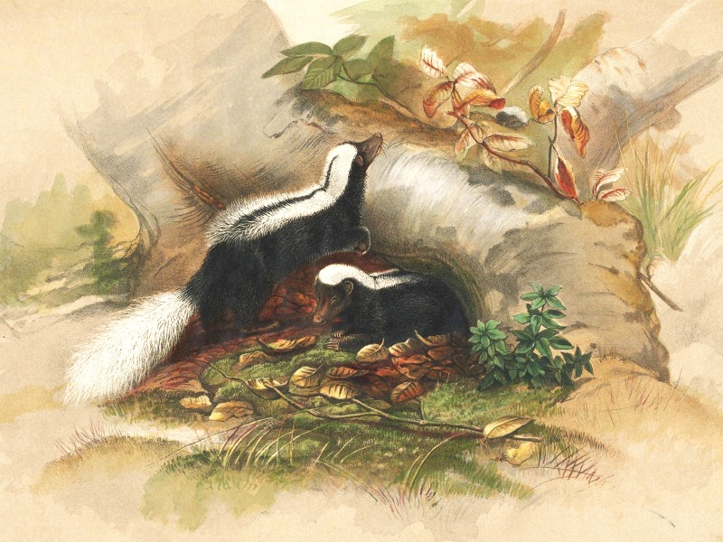 Skunks Jigsaw Puzzle