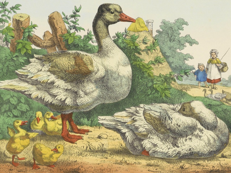 Geese Jigsaw Puzzle
