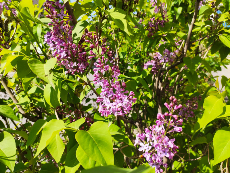 Purple Lilac Bush Jigsaw Puzzle