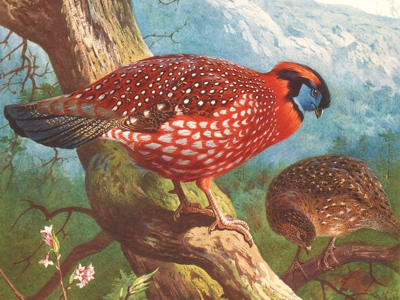 Temminck's Tragopan Jigsaw Puzzle