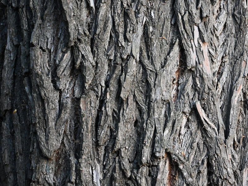 The Intricacies of Tree Bark Jigsaw Puzzle