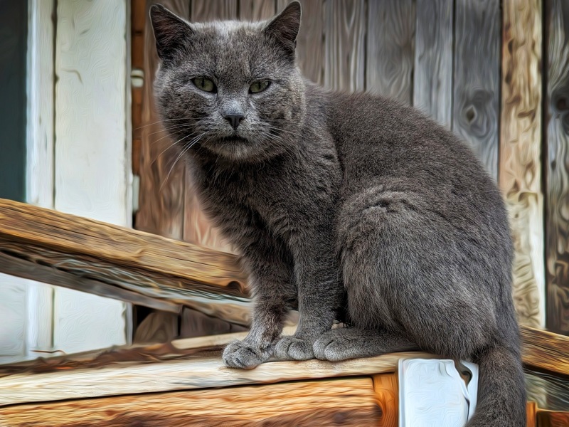 Gray Cat Jigsaw Puzzle