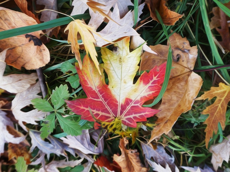 Maple Leaf Jigsaw Puzzle