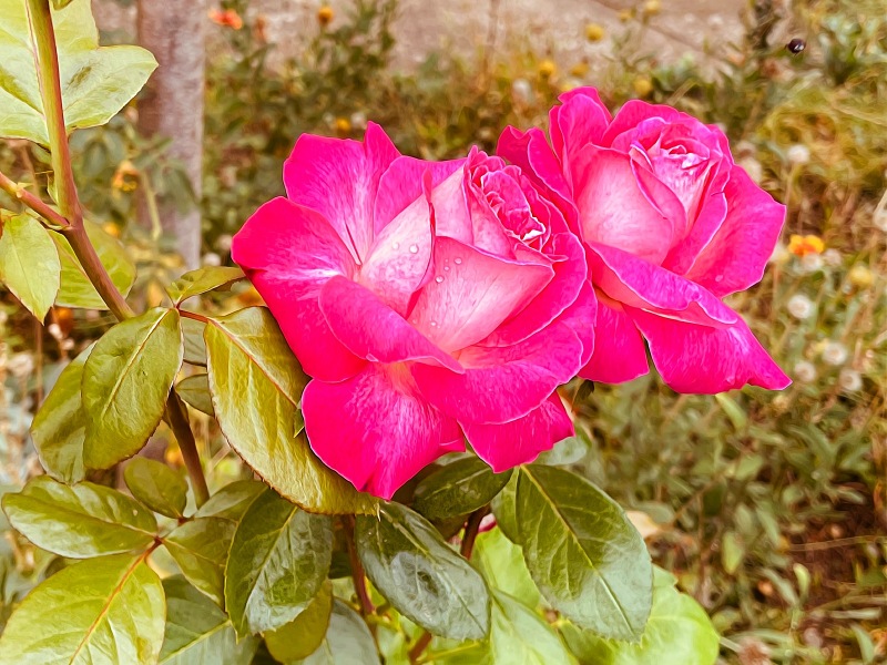 Roses In Full Bloom Jigsaw Puzzle