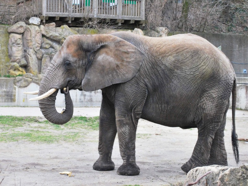 African Bush Elephant Jigsaw Puzzle