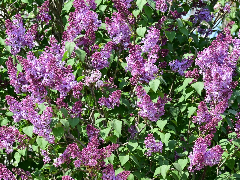 Lilac Flowers in Full Bloom Jigsaw Puzzle