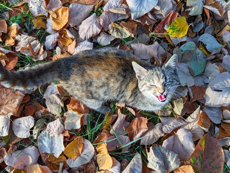 Meowing Cat Jigsaw Puzzle