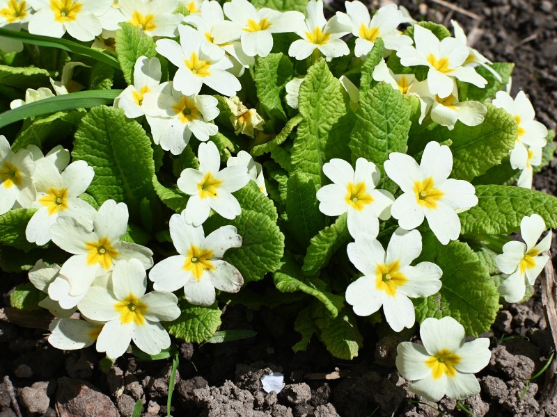 White And Yellow Primroses Jigsaw Puzzle