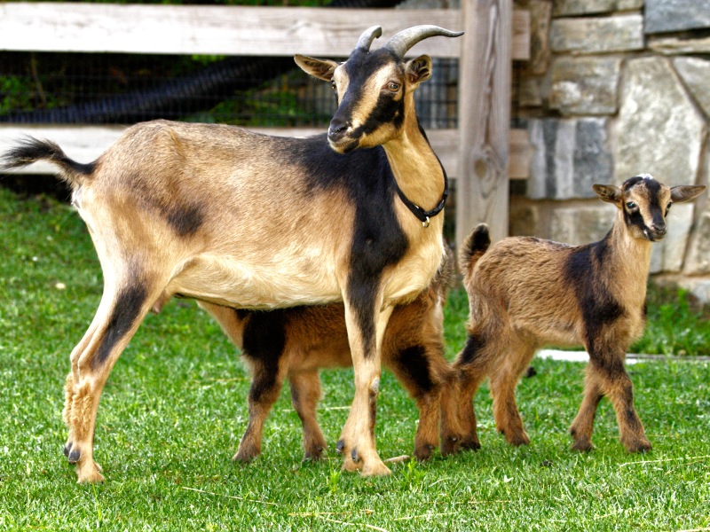 San Clemente Island Goats Jigsaw Puzzle