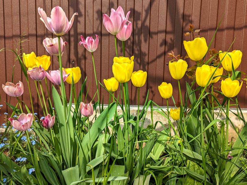 Tulip Garden Jigsaw Puzzle