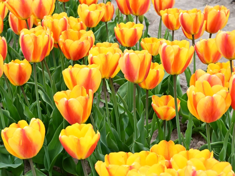 Radiant Bi-Colored Tulips Jigsaw Puzzle