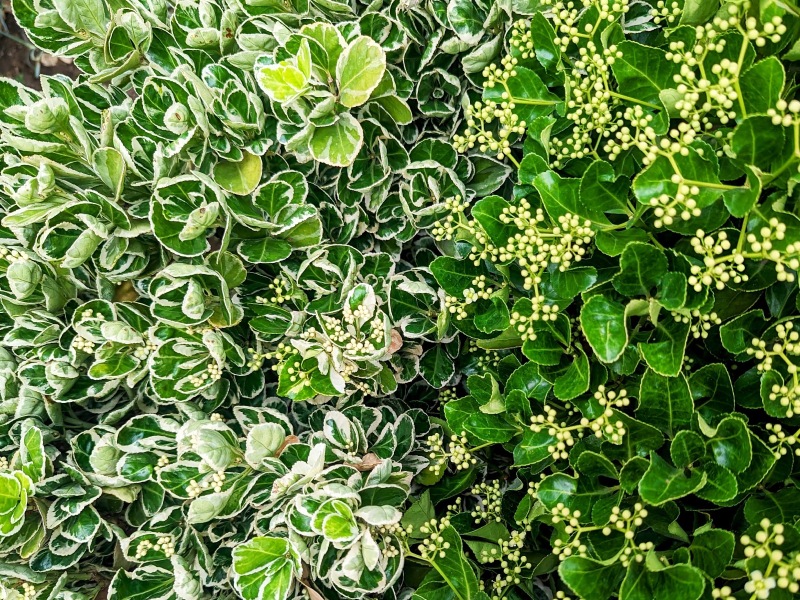 Japanese Spindle Leaves Jigsaw Puzzle