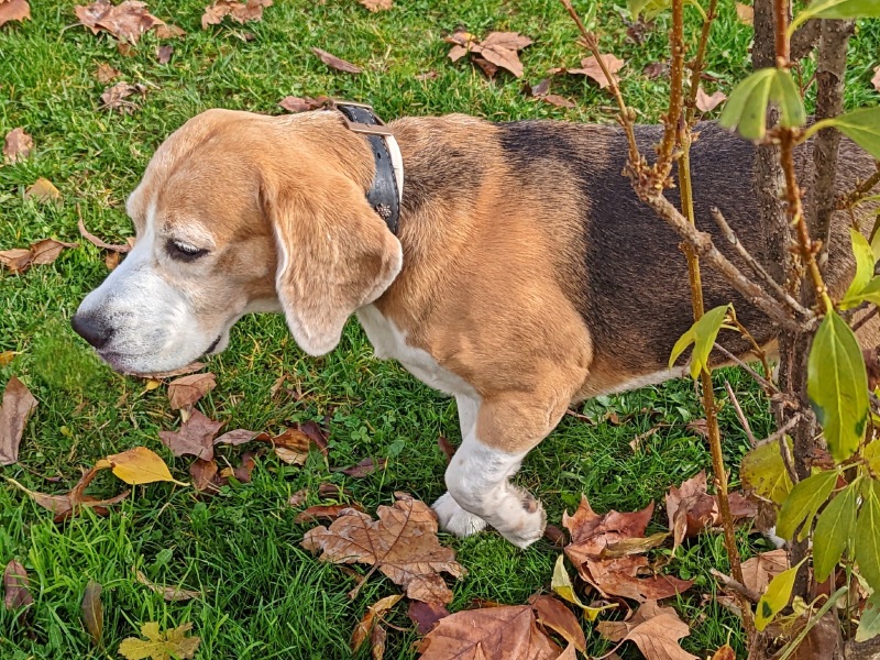 Beagle Jigsaw Puzzle
