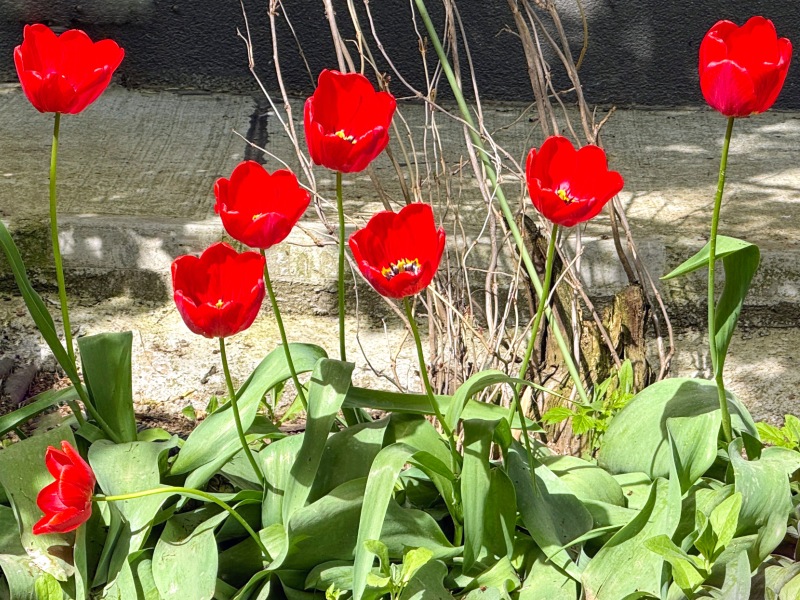 Red Tulips in Full Bloom Jigsaw Puzzle