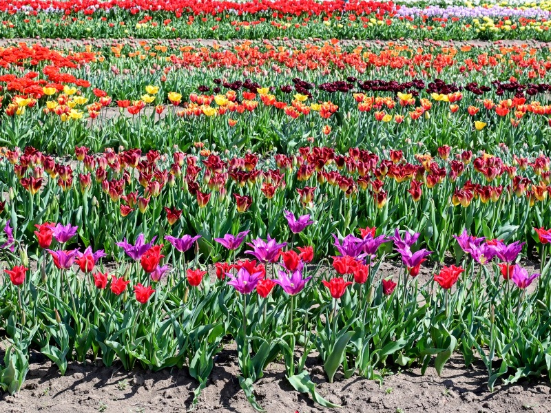 A Sea of Tulips Jigsaw Puzzle