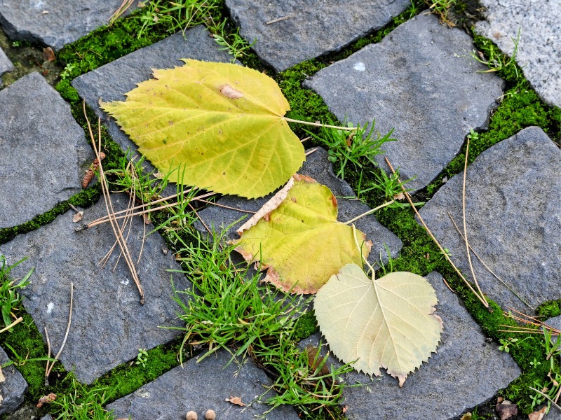 Fallen Leaves on a Stone Path Jigsaw Puzzle