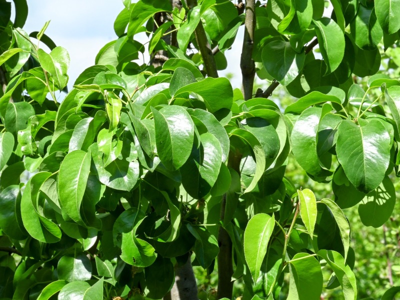 Pear Tree Leaves in Sunlight Jigsaw Puzzle
