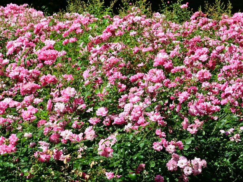 Blooming Pink Roses Jigsaw Puzzle