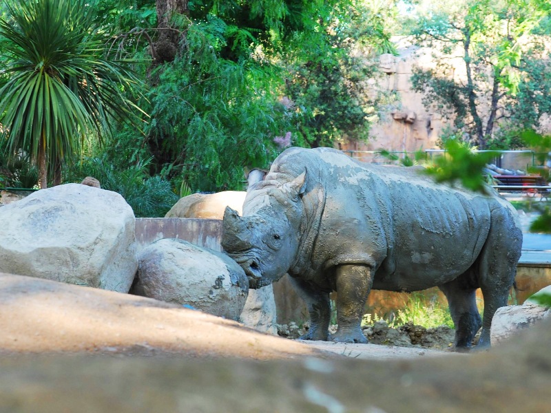 Rhino Playing In The Mud Jigsaw Puzzle