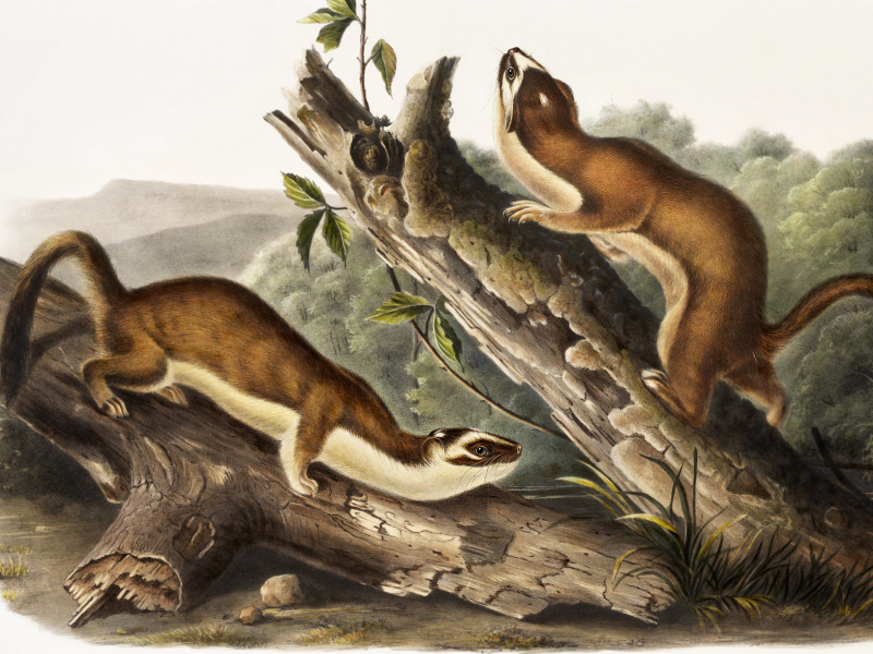 Bridled Weasels Jigsaw Puzzle