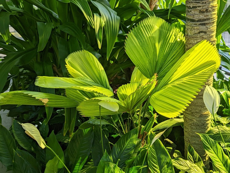 Ruffled Fan Palm Leaves Jigsaw Puzzle