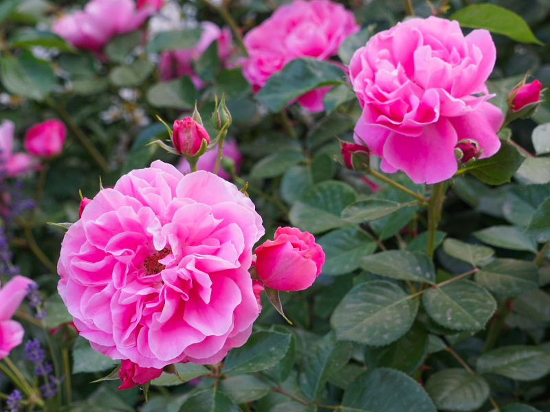 Pink Roses Jigsaw Puzzle