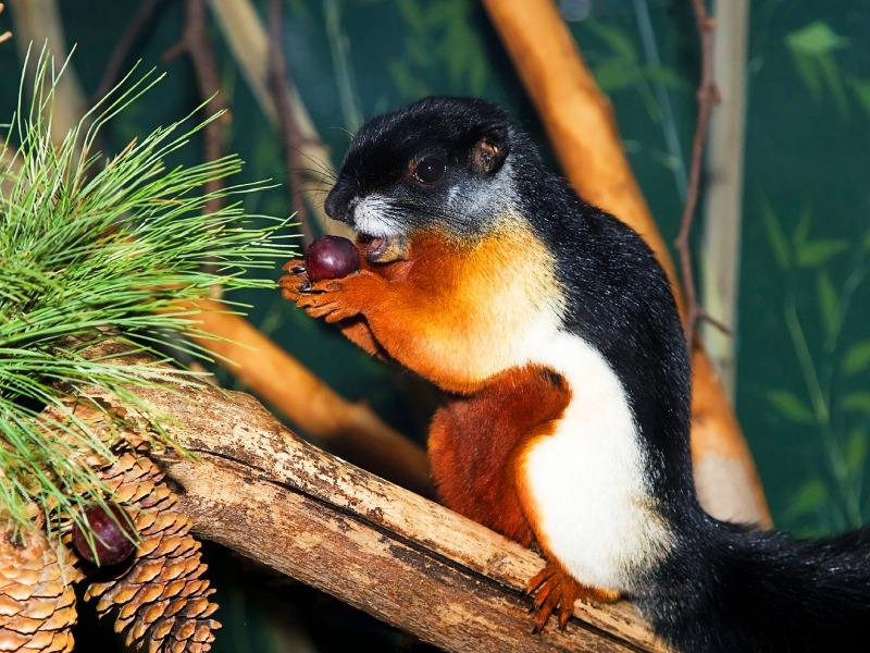 Adorable Prevost's Squirrel Jigsaw Puzzle