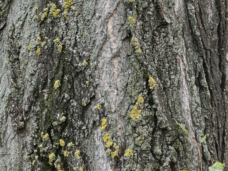 Tree Bark Jigsaw Puzzle