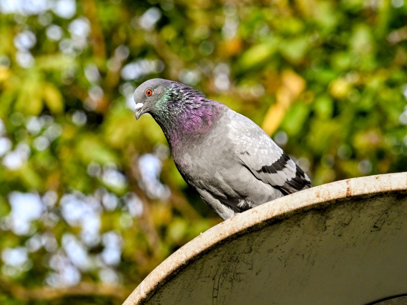 Curious Pigeon Jigsaw Puzzle